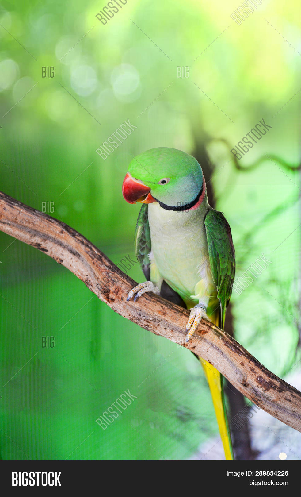 Green Parrot Pet Bird Image & Photo (Free Trial) | Bigstock