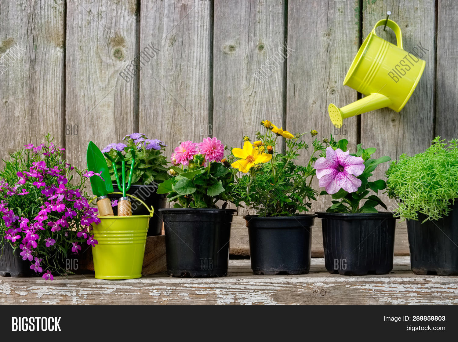 Seedlings Garden Image & Photo (Free Trial) | Bigstock