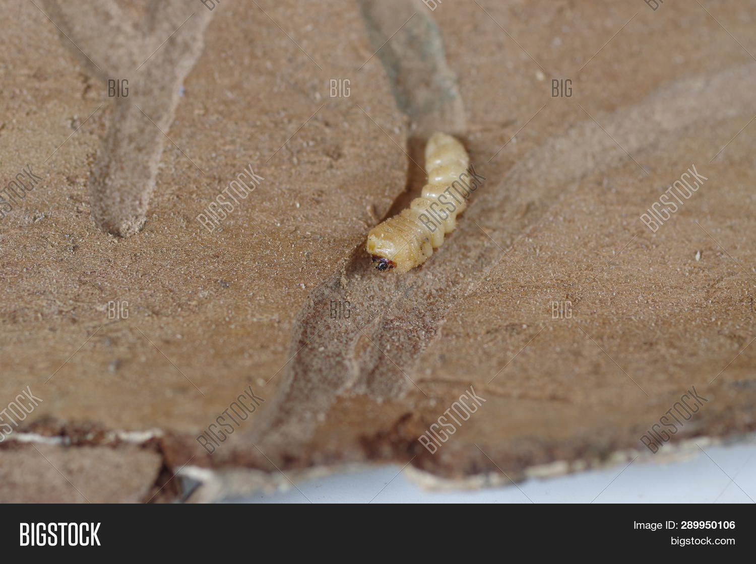 Larva Woodworm On Wood Image & Photo (Free Trial) | Bigstock