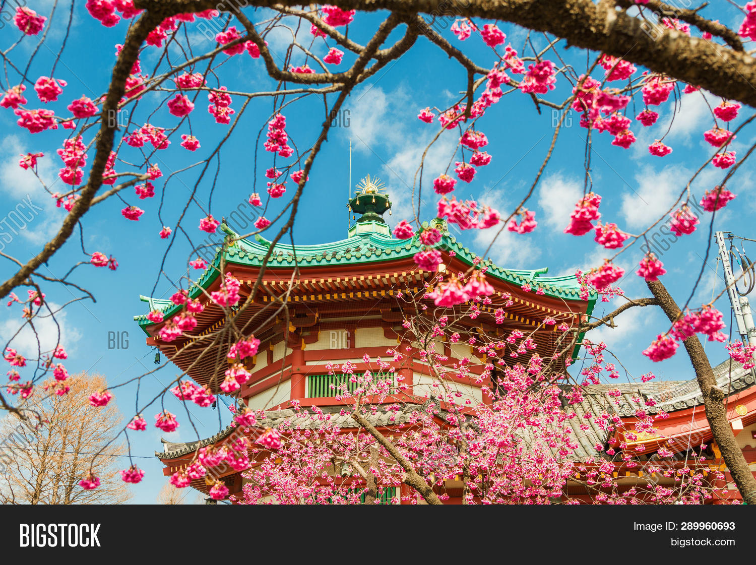 Tokyo, Japan - March Image & Photo (Free Trial) | Bigstock