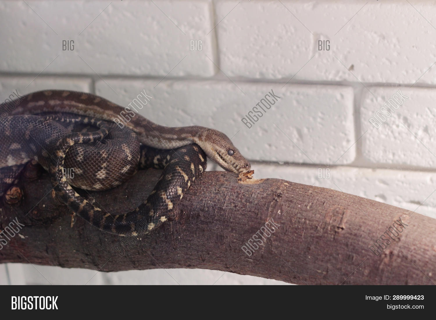 Sleeping Royal Python Image & Photo (Free Trial) | Bigstock