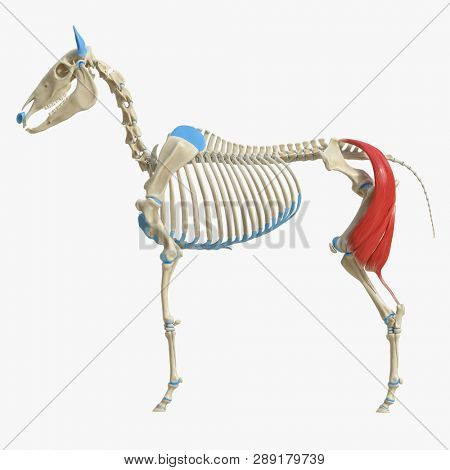 3d Rendered Medically Image & Photo (Free Trial) | Bigstock