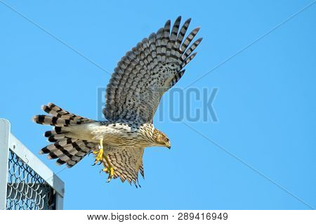 Coopers Hawk Flight Image & Photo (Free Trial) | Bigstock