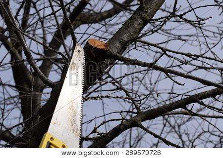 Cutting Tree Branch Image & Photo (Free Trial) | Bigstock
