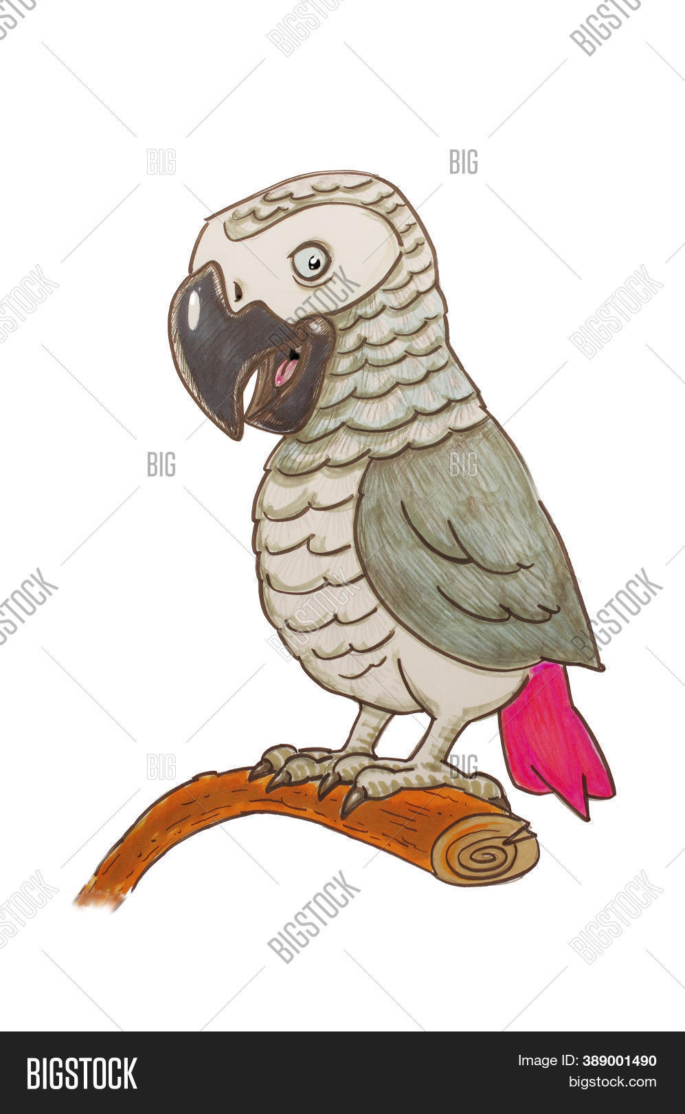 Grey Parrot Cartoon Image & Photo (Free Trial) | Bigstock