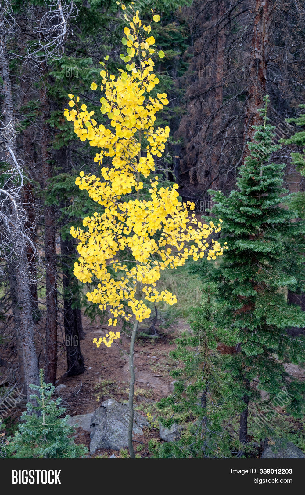 One Lone Yellow Aspen Image & Photo (Free Trial) | Bigstock
