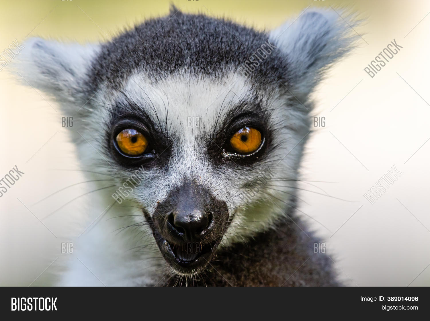 Ring-tailed Lemur ( Image & Photo (Free Trial) | Bigstock