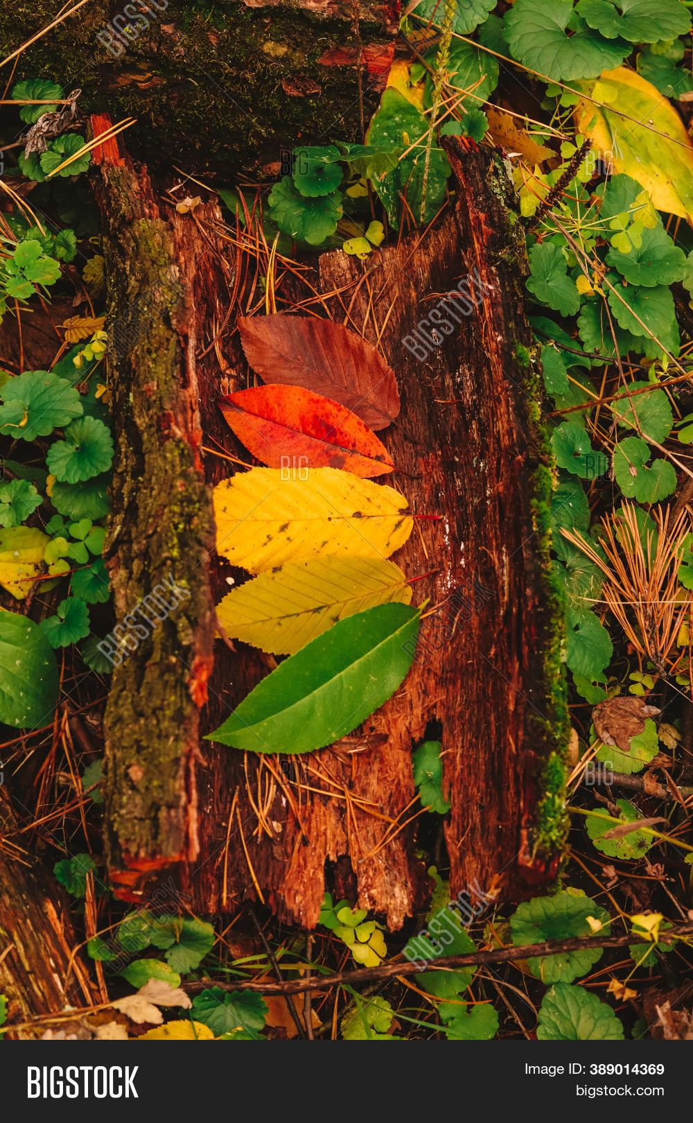 Fall Season Nature Image & Photo (Free Trial) | Bigstock