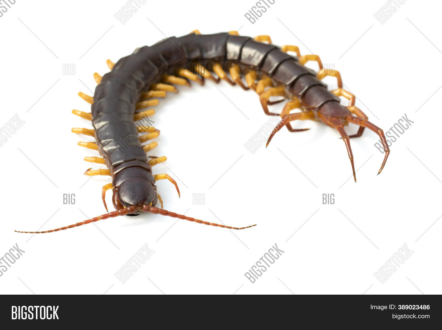 Image Centipedes Image & Photo (Free Trial) | Bigstock