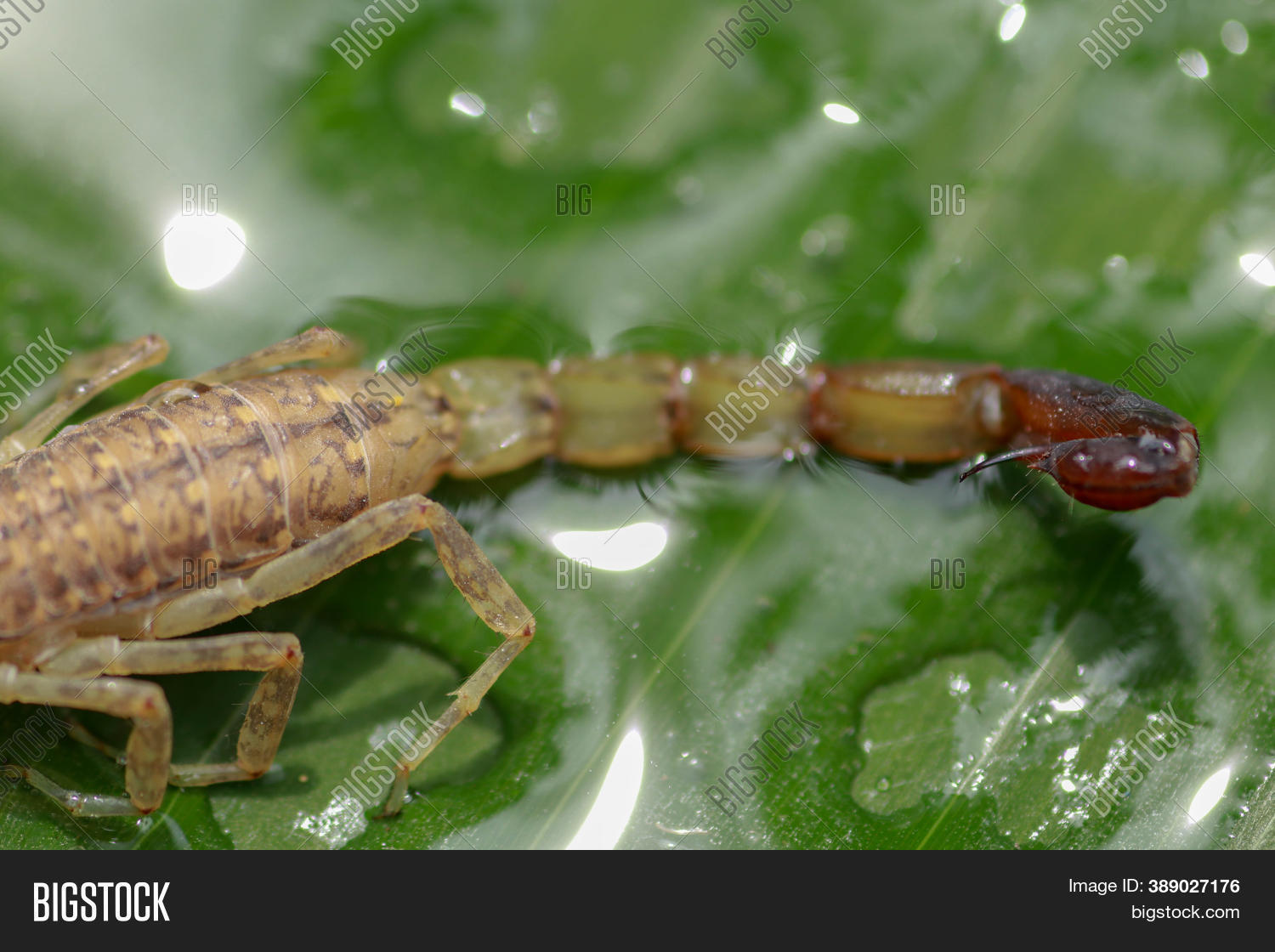 Close Tail Stinger Image & Photo (Free Trial) | Bigstock