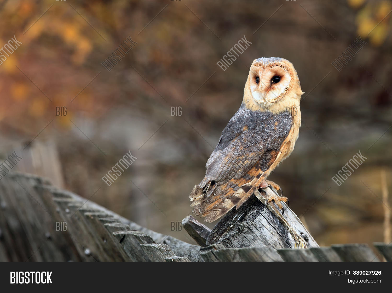 Barn Owl (tyto Alba) Image & Photo (Free Trial) | Bigstock
