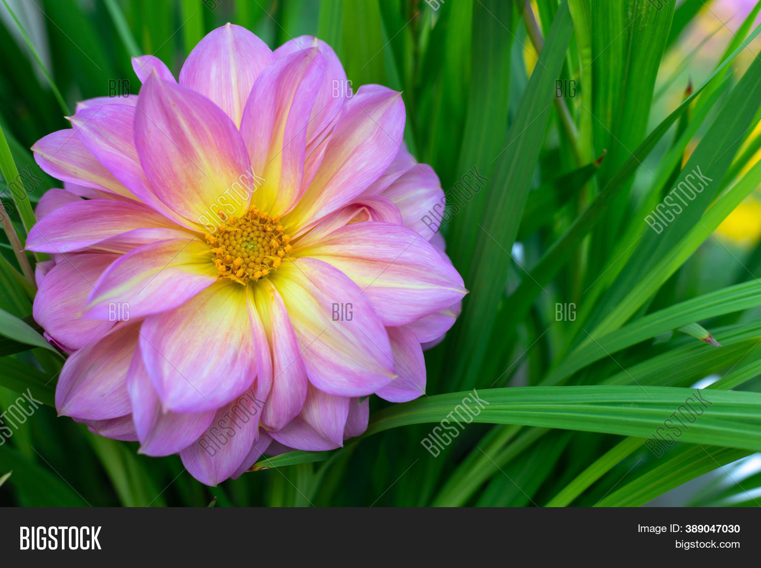 Astra Decorative Plant Image & Photo (Free Trial) | Bigstock