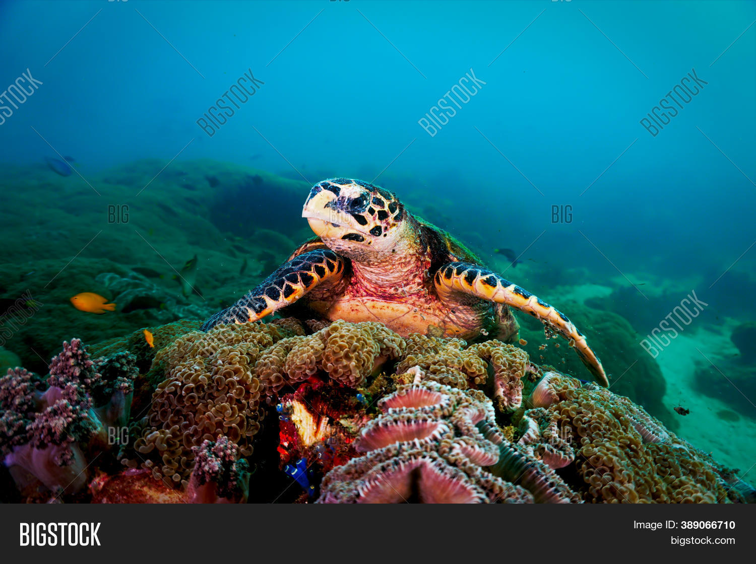 Sea Turtle On Coral Image & Photo (Free Trial) | Bigstock
