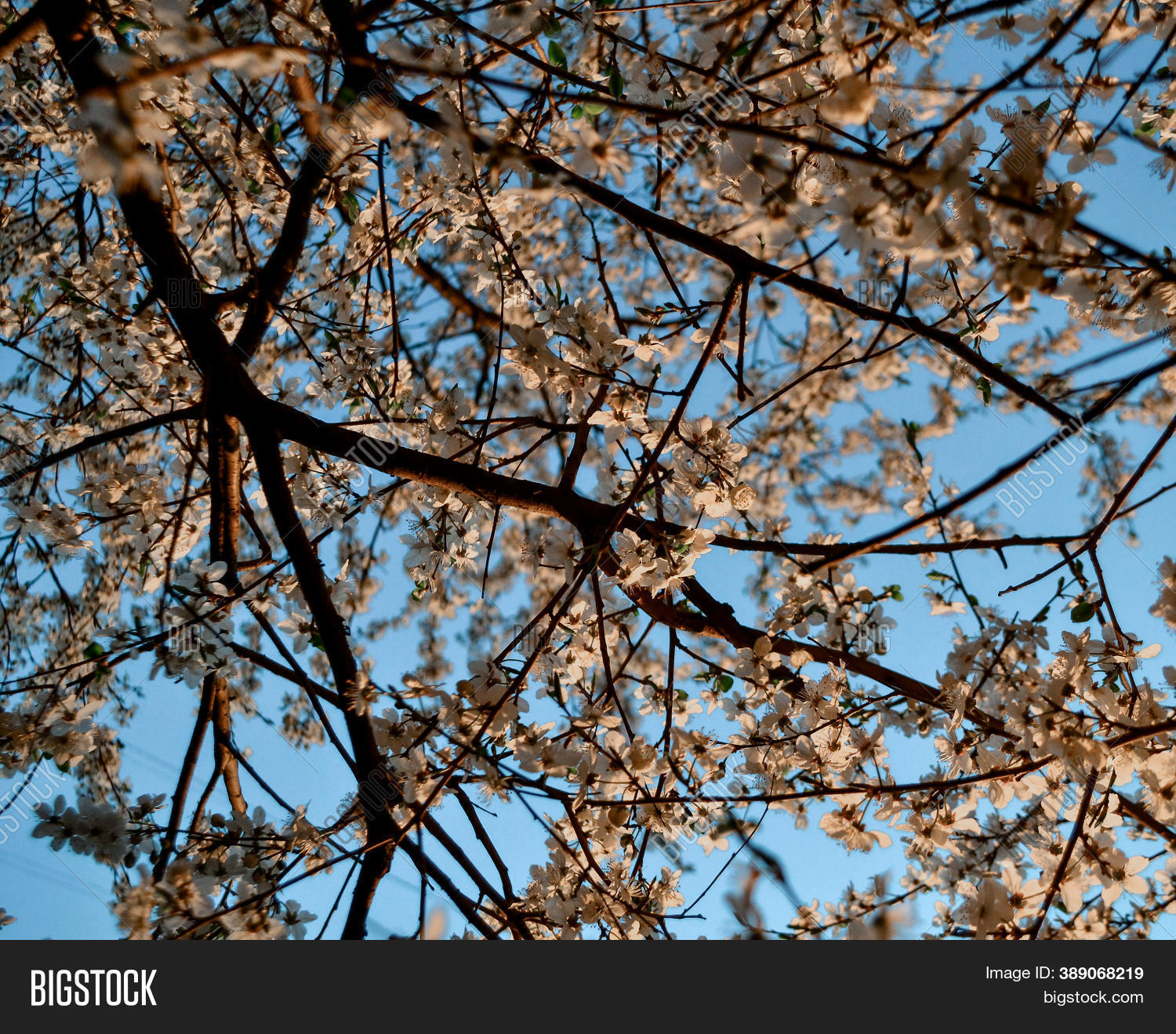 Blooming Black Branch Image & Photo (Free Trial) | Bigstock