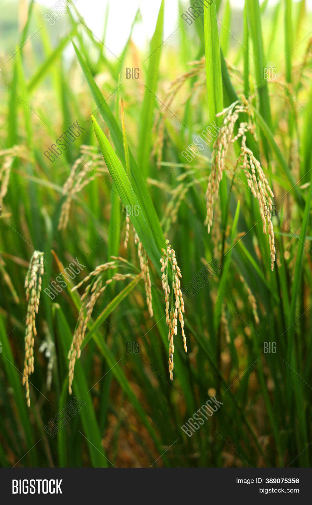 Rice Whole Grain Farm Image & Photo (Free Trial) | Bigstock
