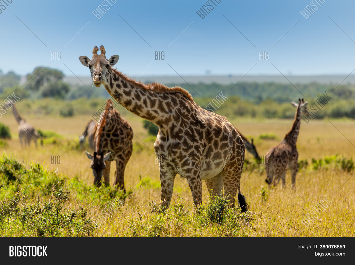 Giraffe Looking Camera Image & Photo (Free Trial) | Bigstock