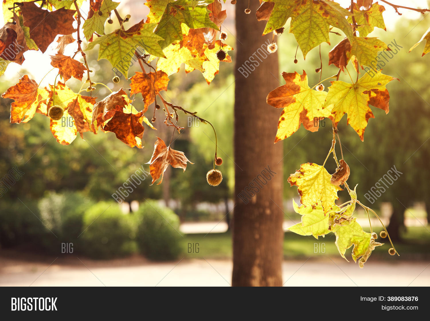 Sycamore Branch Yellow Image & Photo (Free Trial) | Bigstock