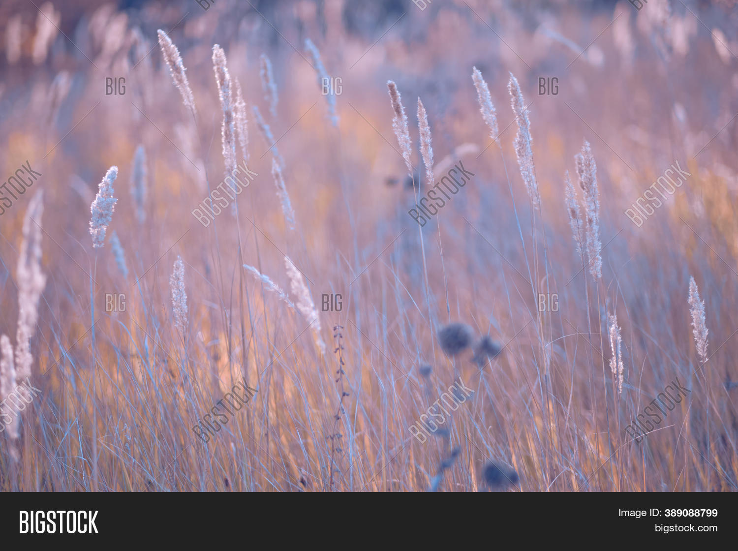 Soft Focus Blurred Image & Photo (Free Trial) | Bigstock