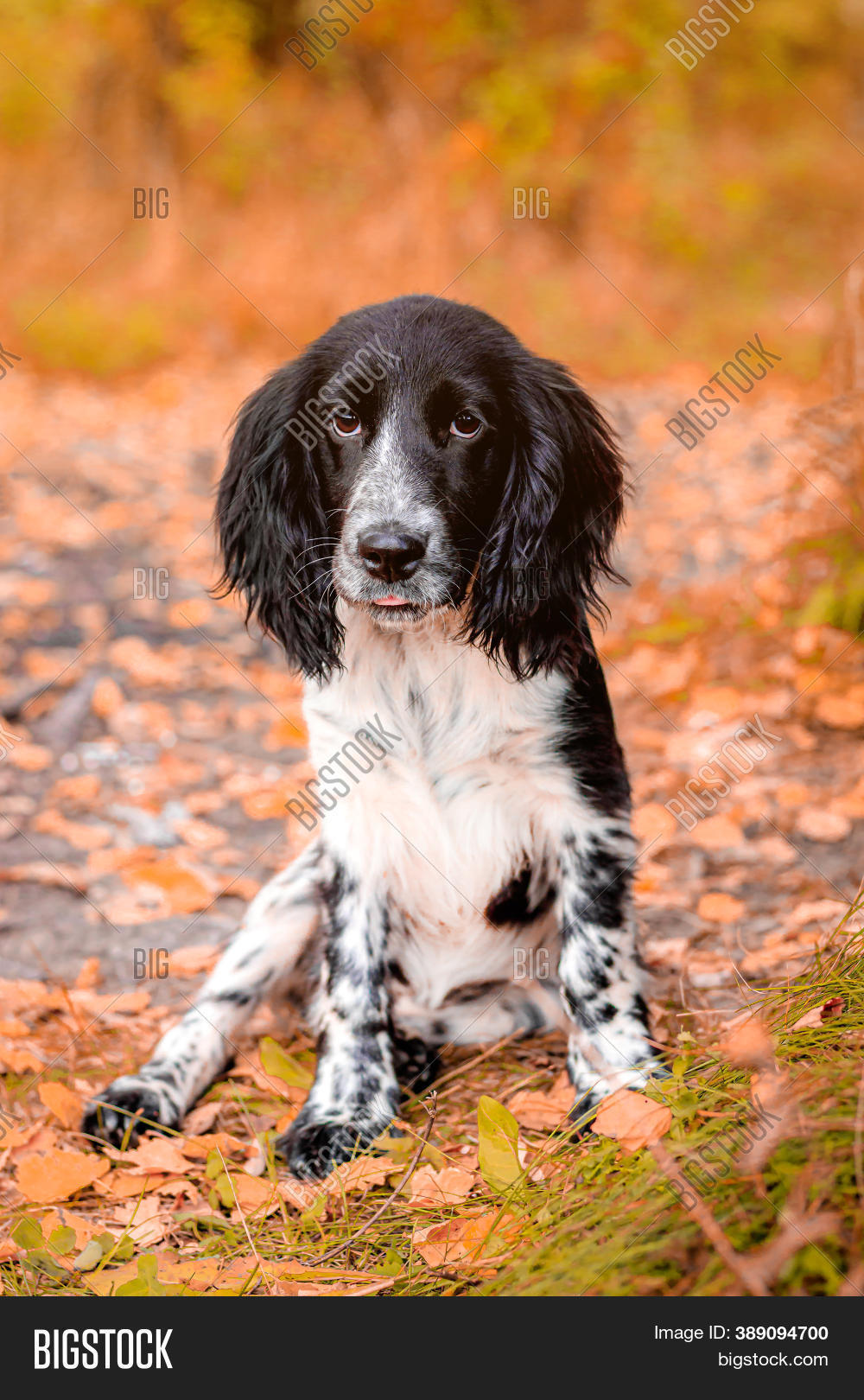 Spaniel Hunting Walk Image & Photo (Free Trial) | Bigstock