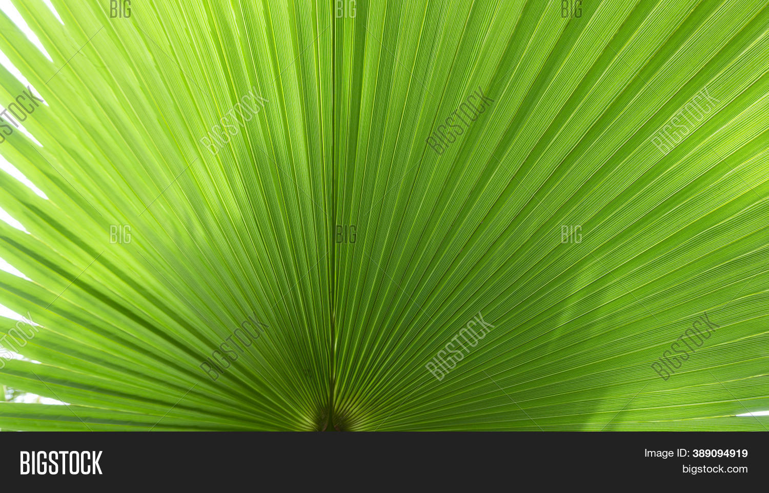 Beautiful Pleated Leaf Image & Photo (Free Trial) | Bigstock