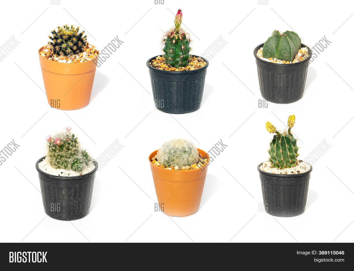 Group Cactus Pots Image & Photo (Free Trial) | Bigstock