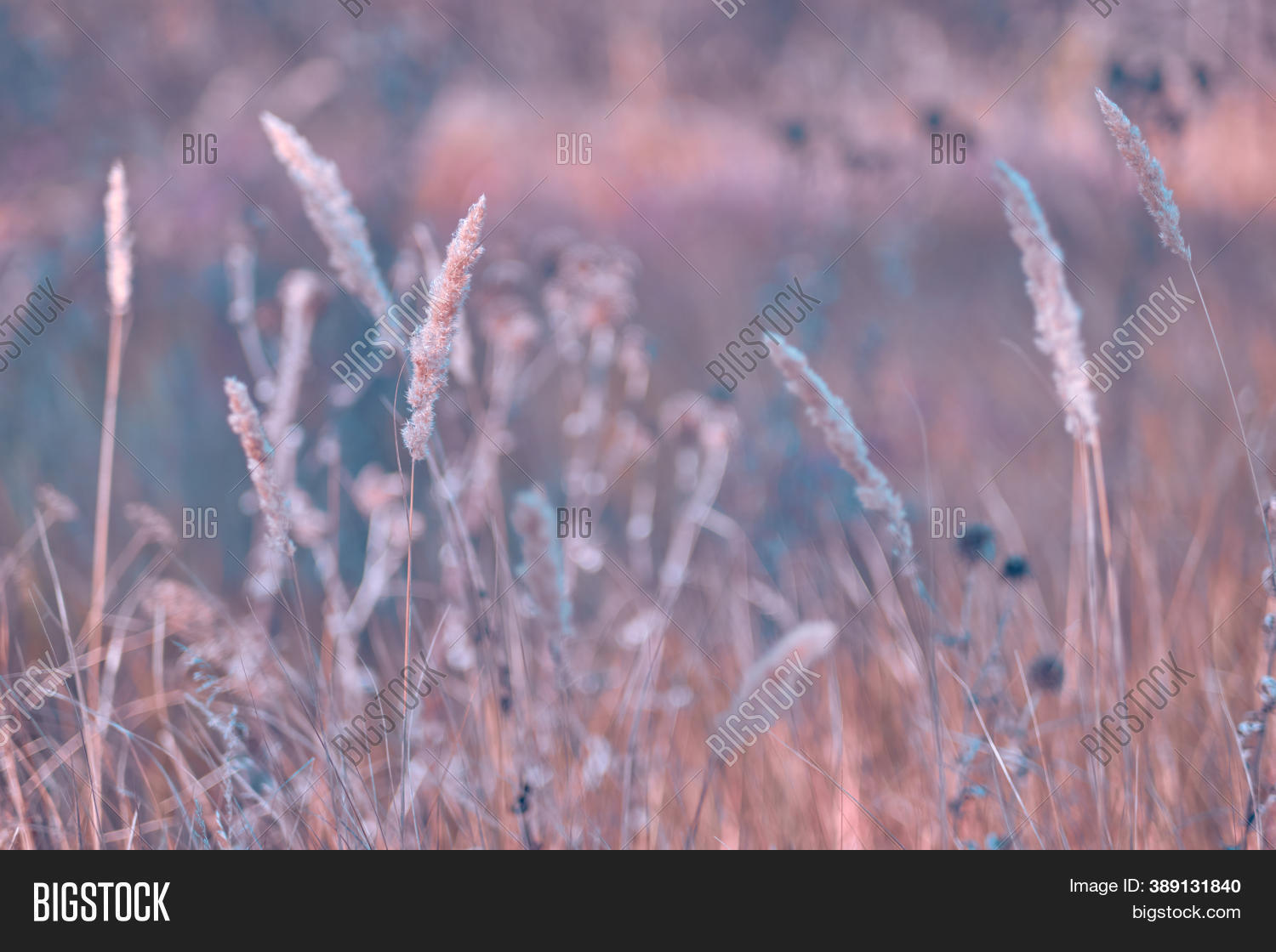 Soft Focus Blurred Image & Photo (Free Trial) | Bigstock