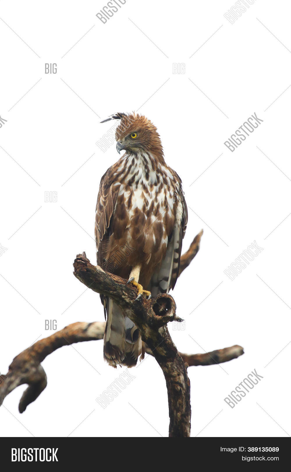 Changeable Hawk-eagle Image & Photo (Free Trial) | Bigstock