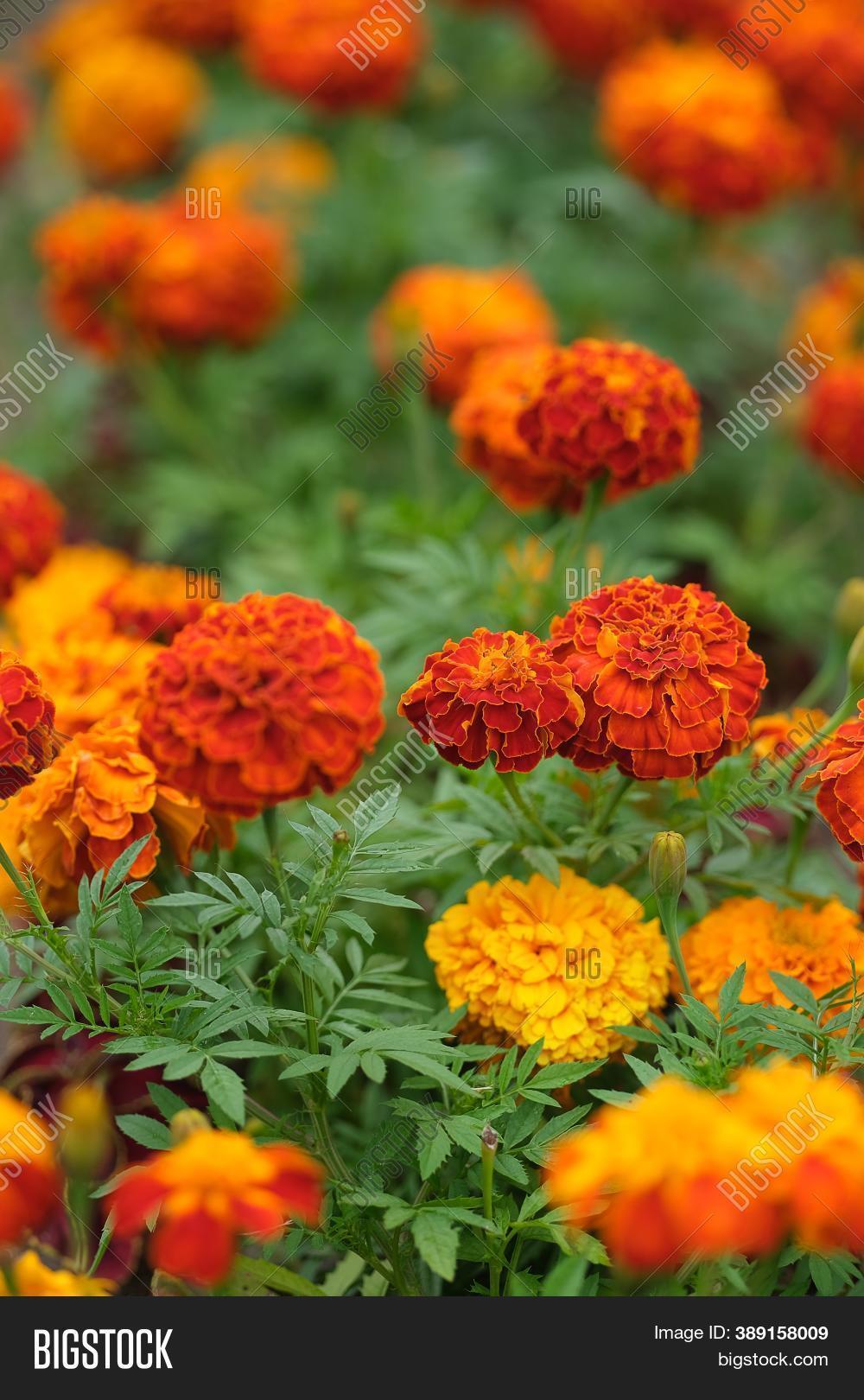 Flower Composition Image & Photo (Free Trial) | Bigstock