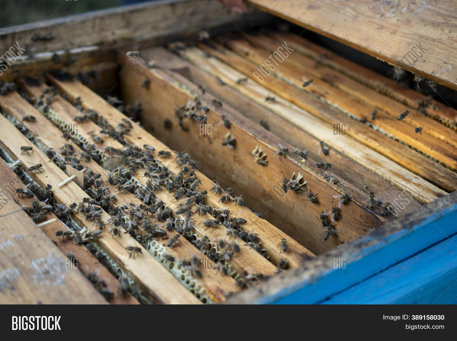 Wooden Beehive Bees, Image & Photo (Free Trial) | Bigstock