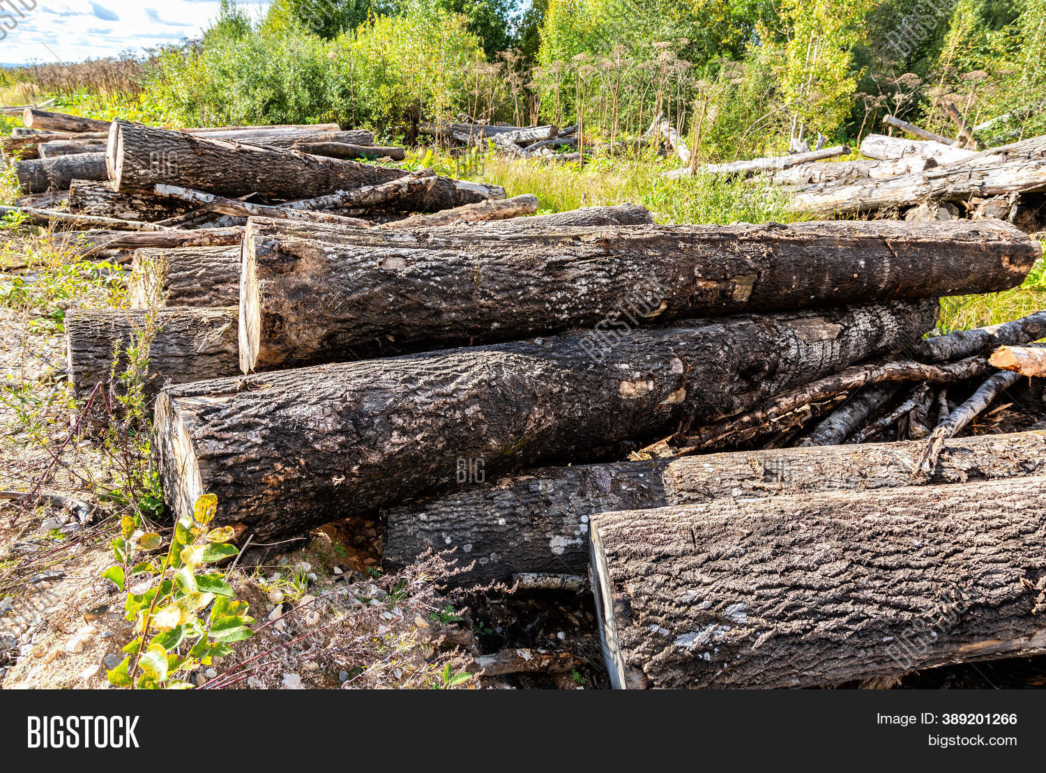 Broken Old Cut Tree Image & Photo (Free Trial) | Bigstock