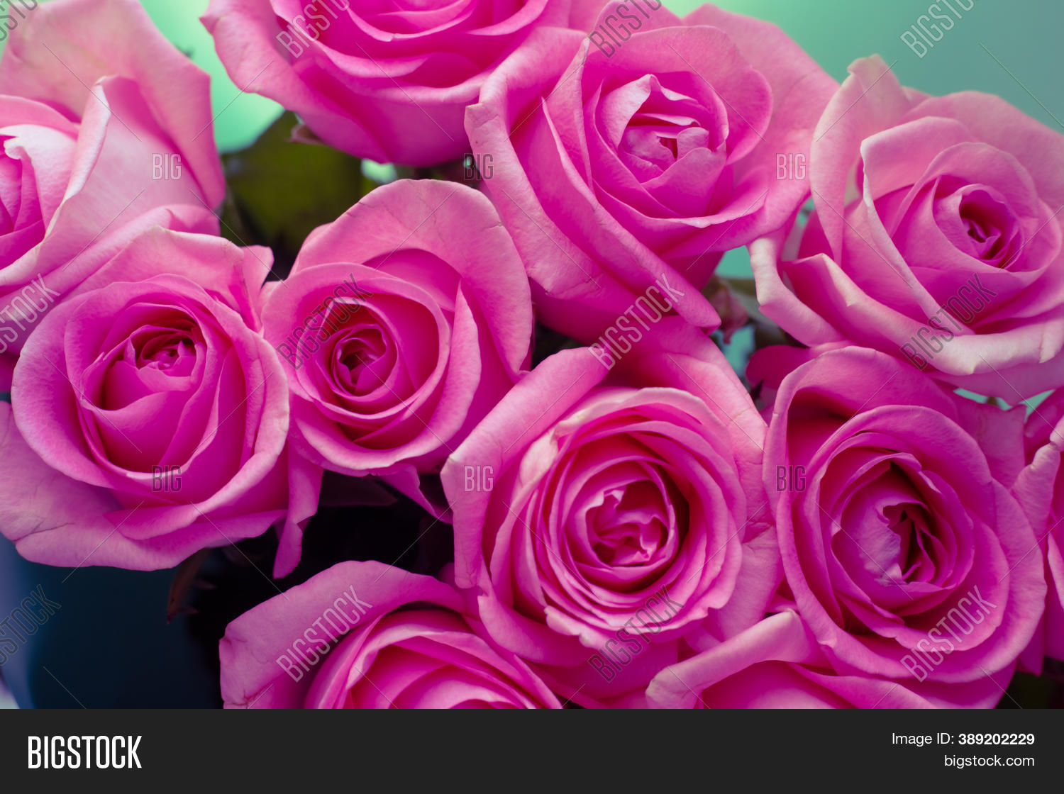 Bright Pink Roses, Image & Photo (Free Trial) | Bigstock