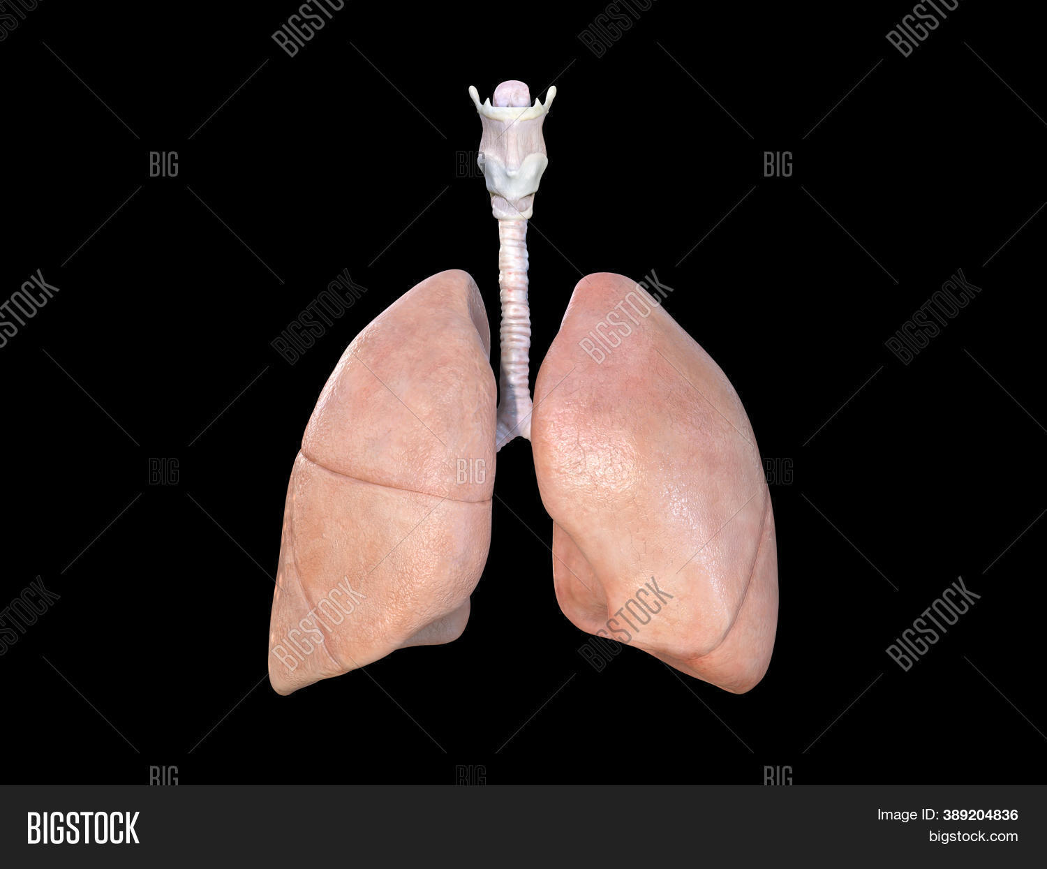 Lung Anatomy. Lungs Image & Photo (Free Trial) | Bigstock