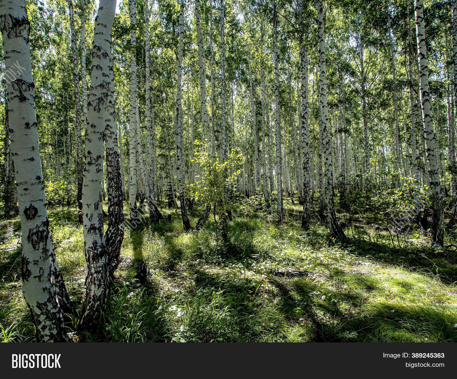Birch-pine Mixed Image & Photo (Free Trial) | Bigstock