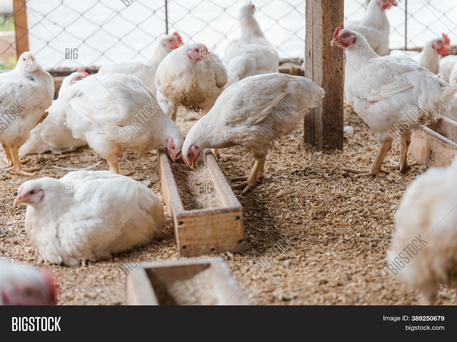 Chickens Pen. Domestic Image & Photo (Free Trial) | Bigstock
