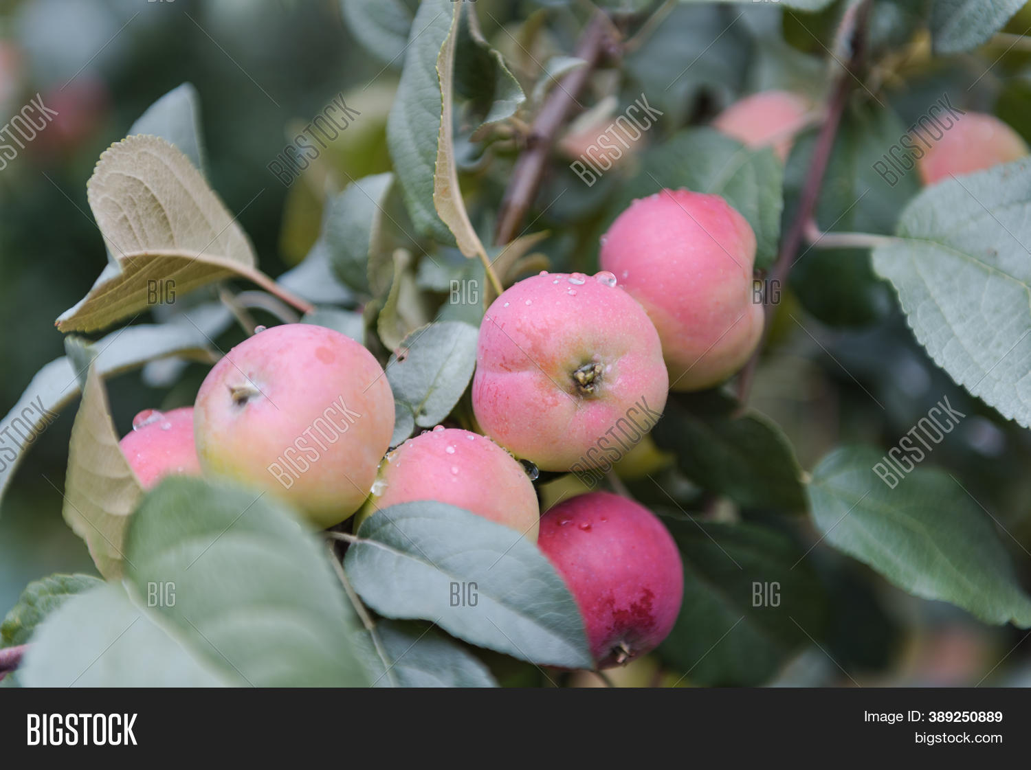 Apples Hanging On Tree Image & Photo (Free Trial) | Bigstock