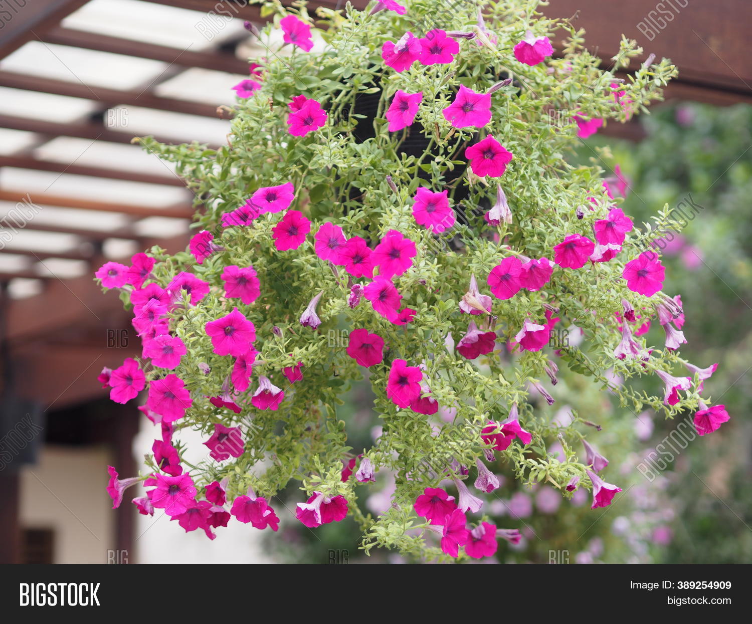 Wave Dark Pink Cascade Image & Photo (Free Trial) | Bigstock