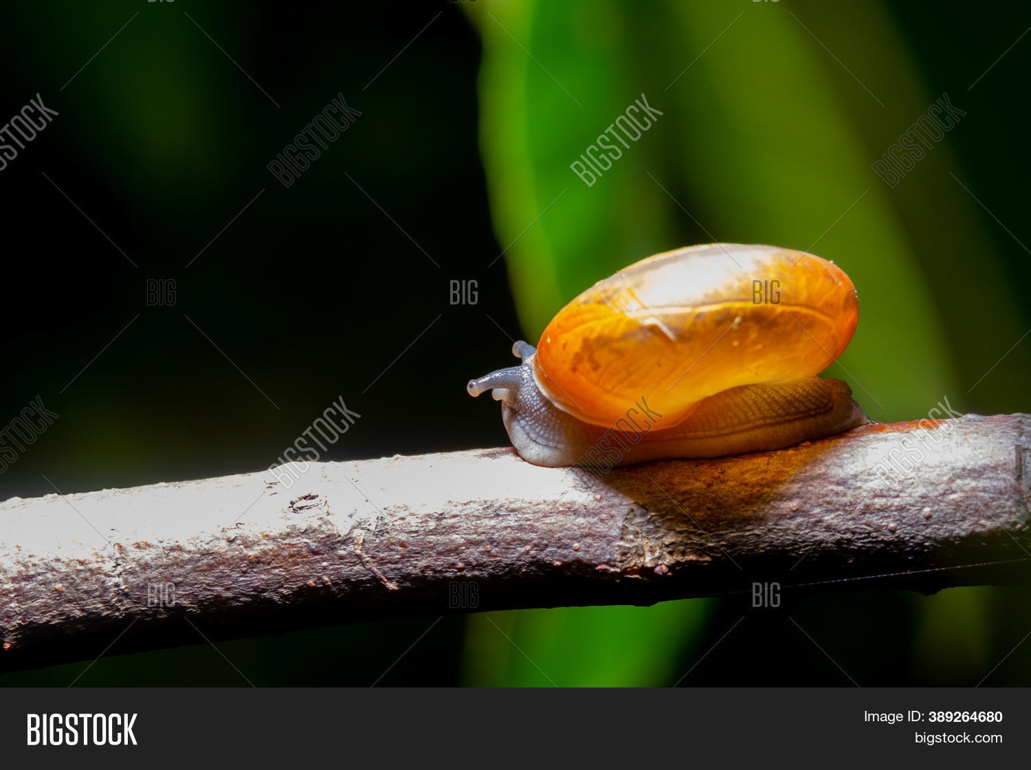 Thai Snail Soil Snail Image & Photo (Free Trial) | Bigstock
