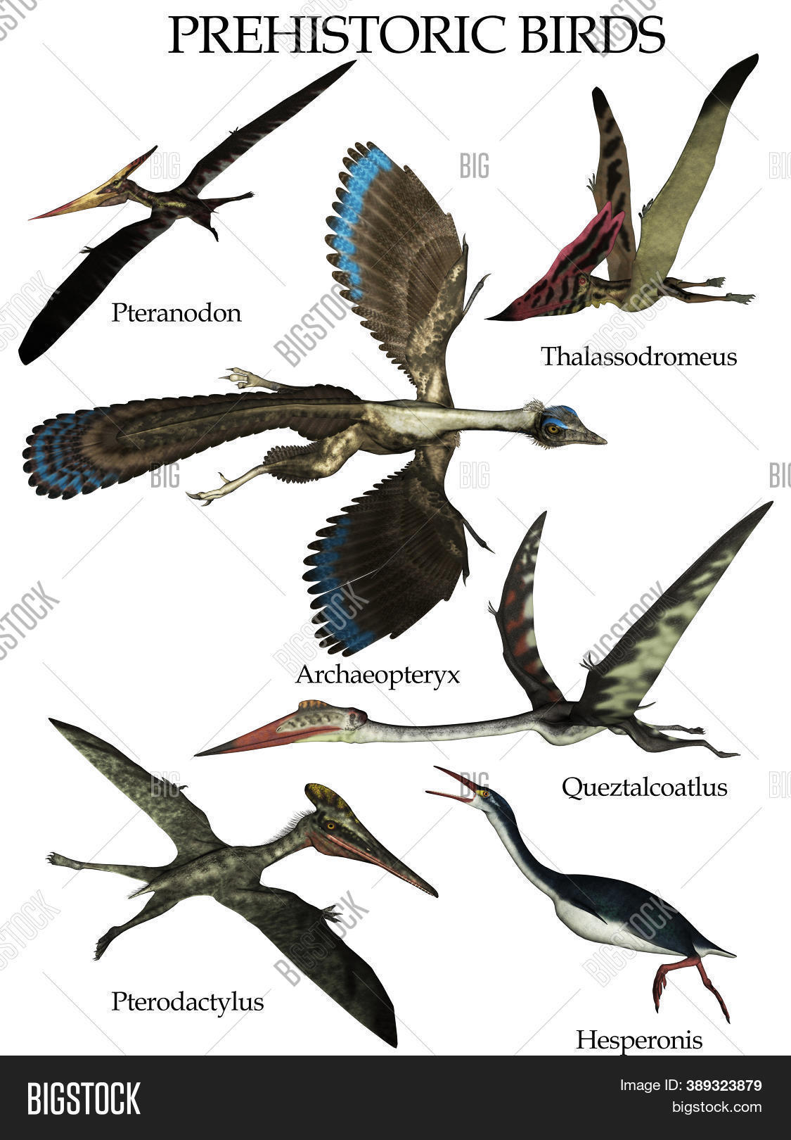 Set Prehistoric Birds Image & Photo (Free Trial) | Bigstock