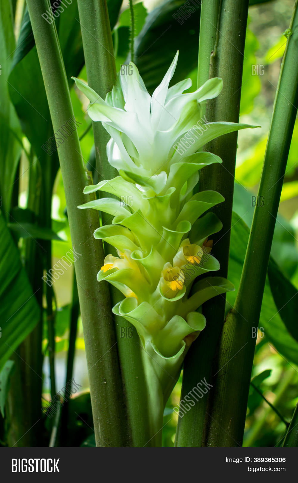 Curcuma Flower That Image & Photo (Free Trial) | Bigstock