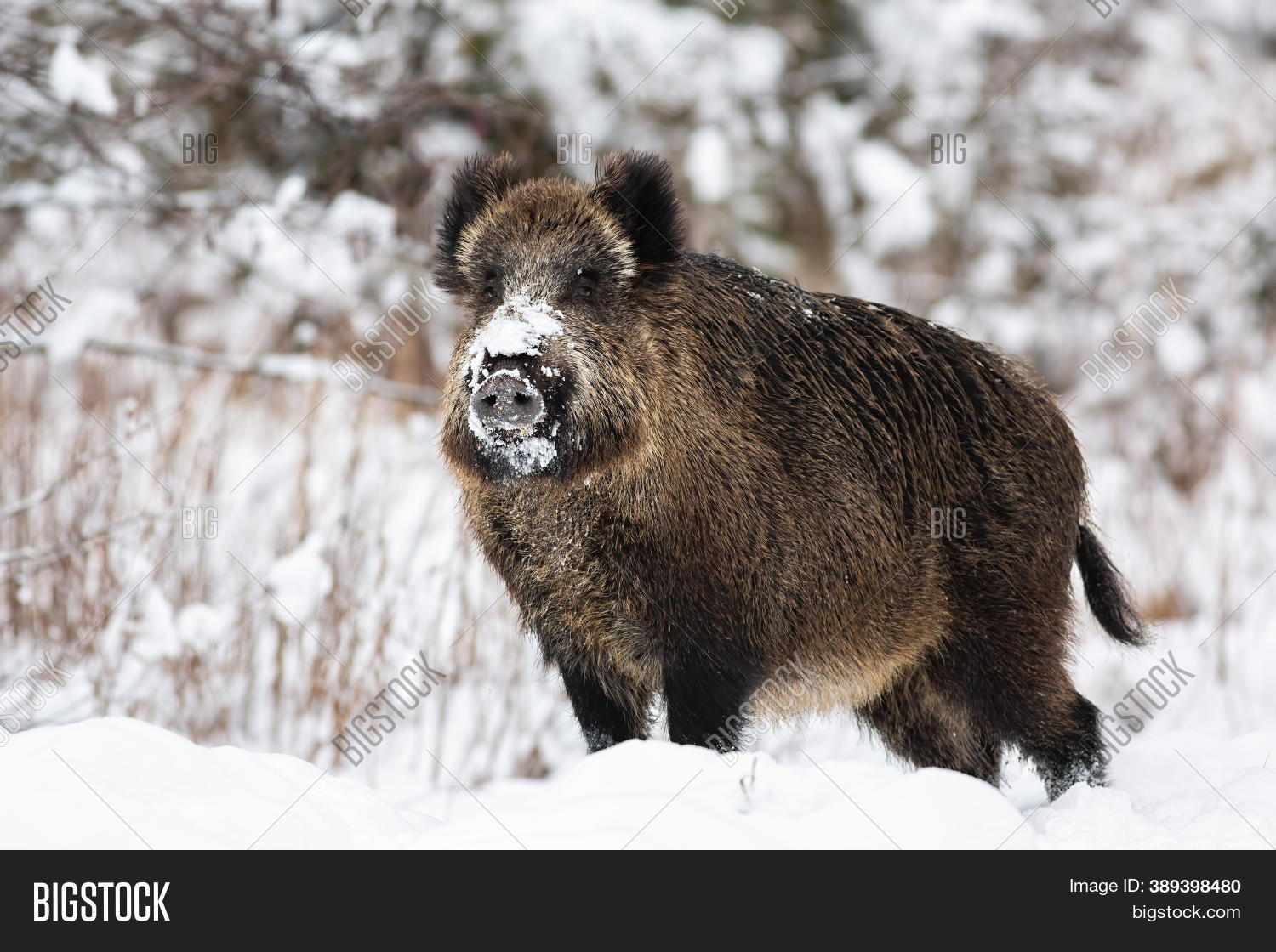 Wild Boar Standing On Image & Photo (Free Trial) | Bigstock