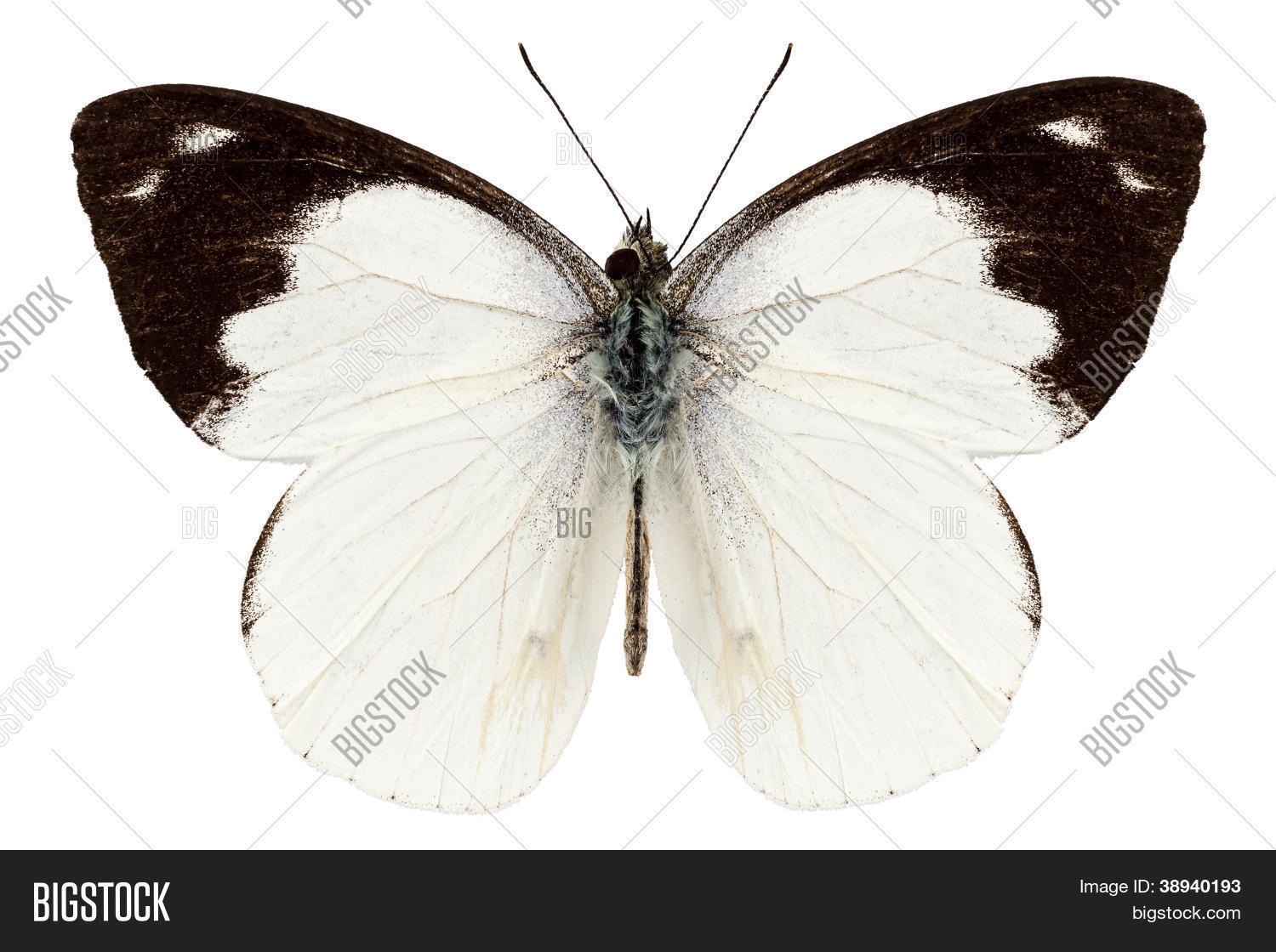 White Butterfly Image & Photo (Free Trial) | Bigstock