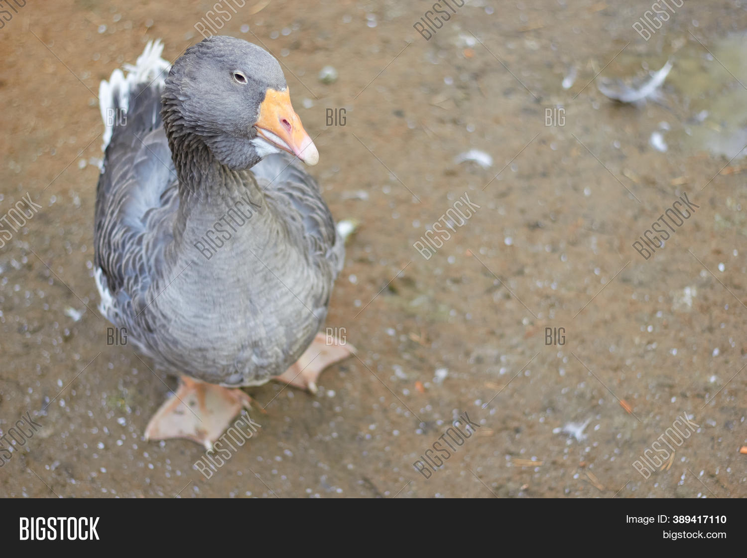 Big Gray Flight Goose Image & Photo (Free Trial) | Bigstock