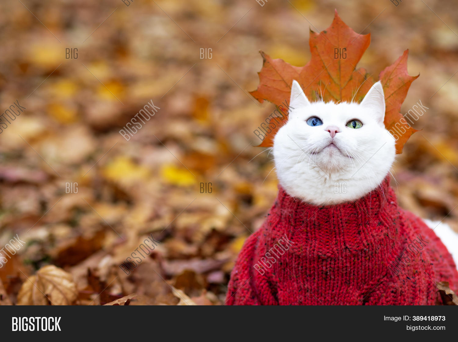 Funny White Cat, Multi Image & Photo (Free Trial) | Bigstock