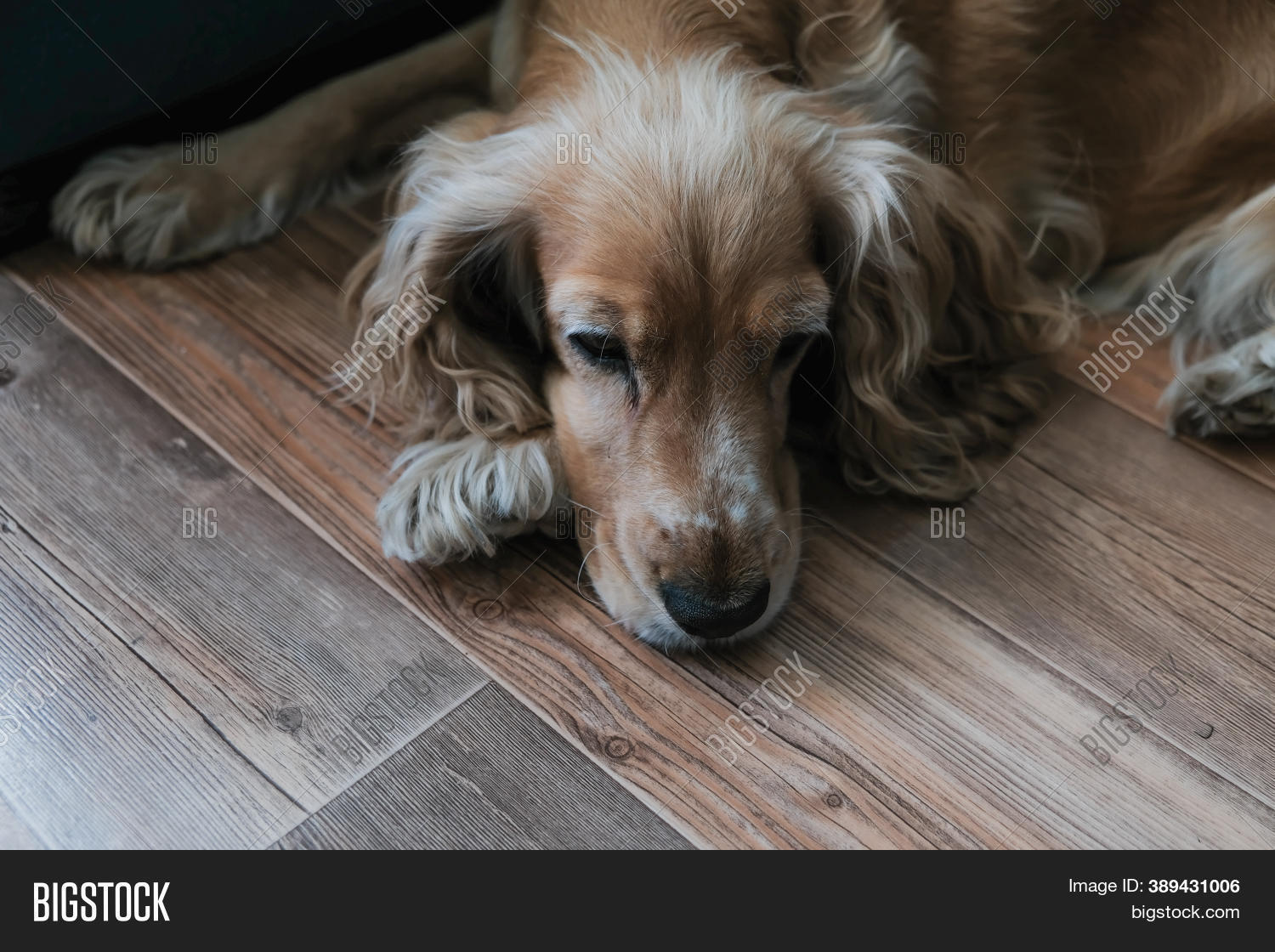 Sad Dog, Bad Mood, Lie Image & Photo (Free Trial) | Bigstock