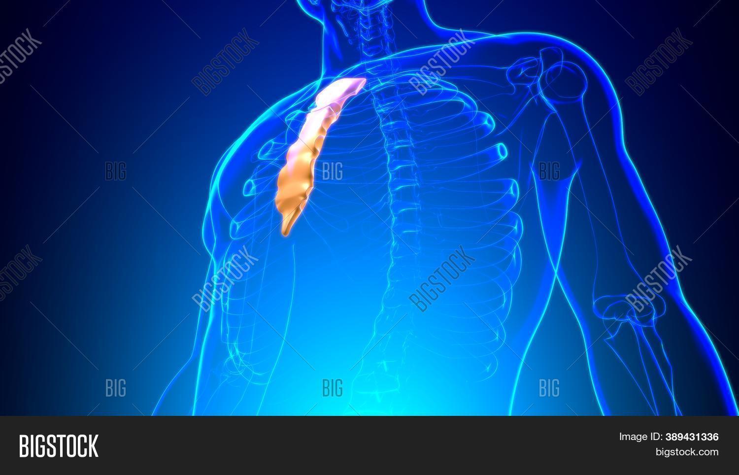 Human Skeleton Sternum Image & Photo (Free Trial) | Bigstock