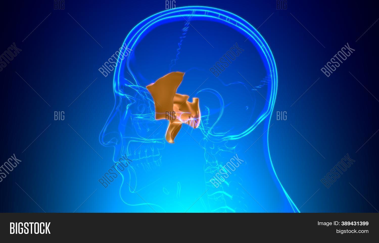 Human Skeleton Skull Image & Photo (Free Trial) | Bigstock