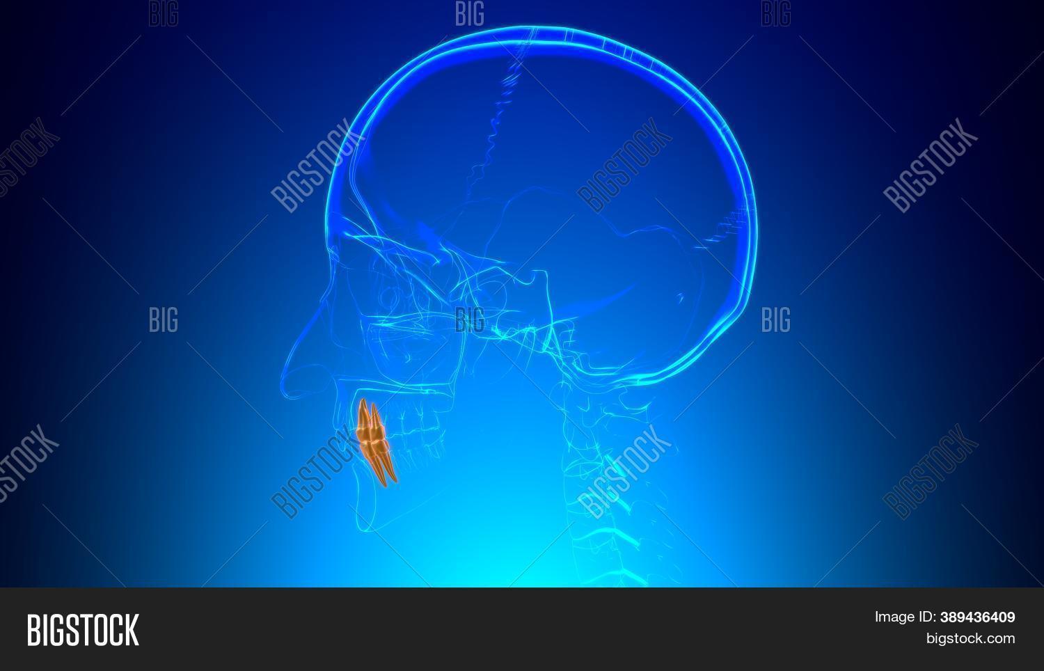 Human Teeth Premolars Image & Photo (Free Trial) | Bigstock