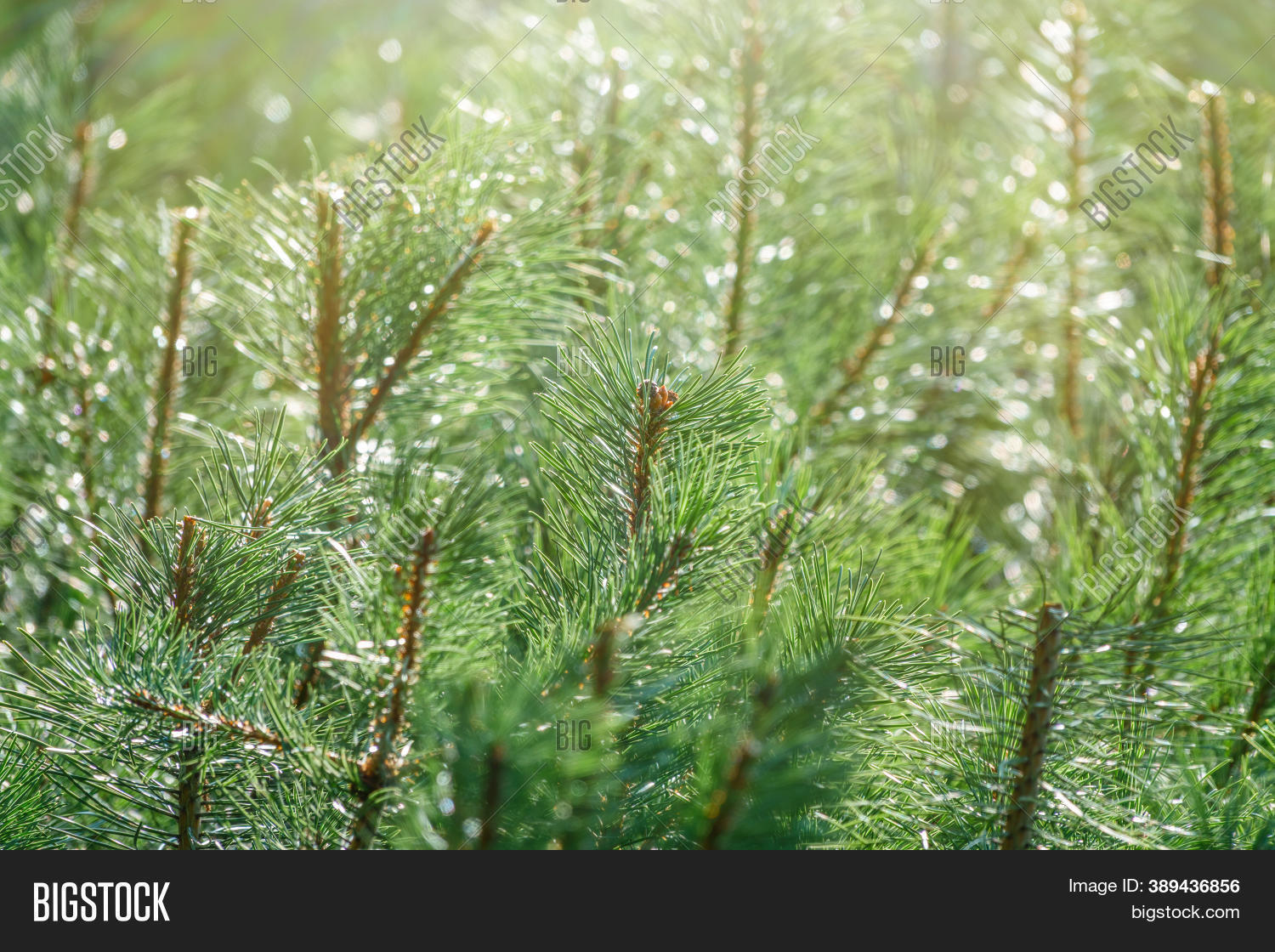 Young Green Pine Trees Image & Photo (Free Trial) | Bigstock