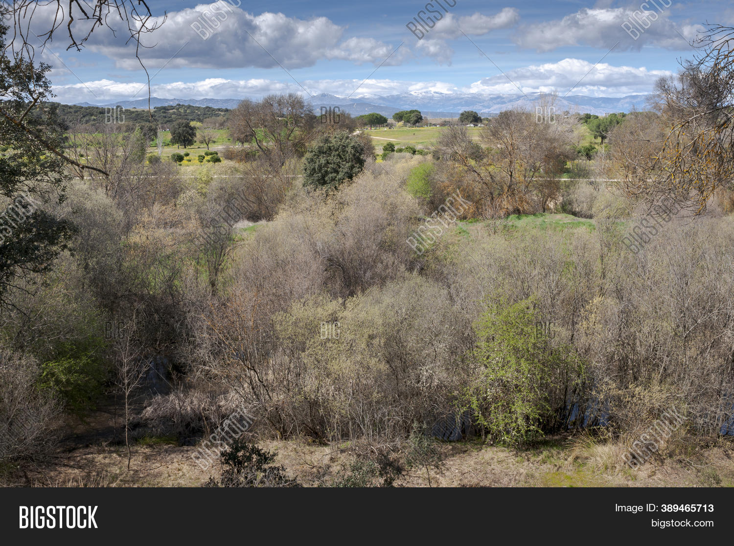 Riparian Forest Next Image & Photo (Free Trial) | Bigstock