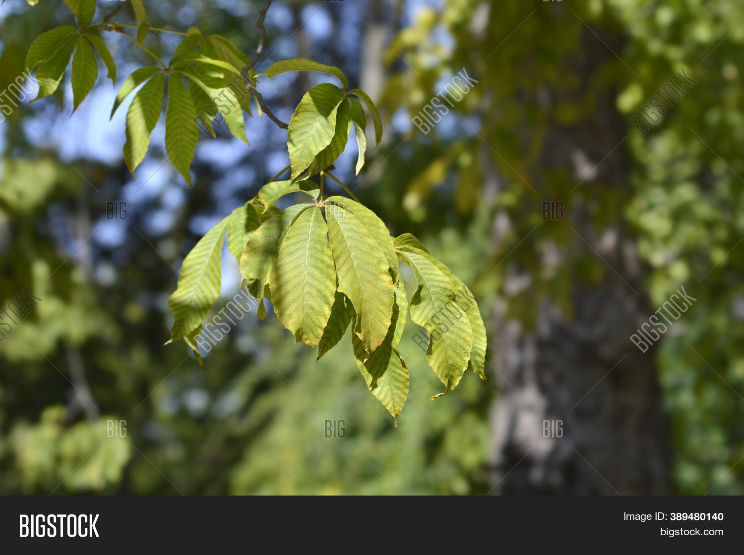 Red Buckeye Leaves - Image & Photo (Free Trial) | Bigstock